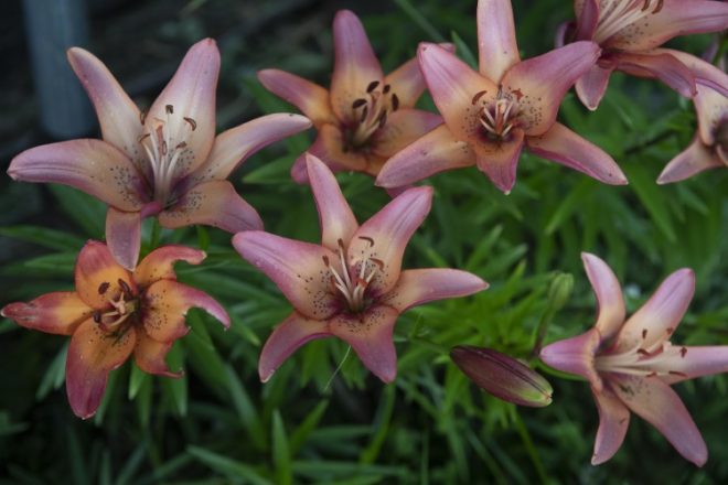 Locust Creek Flower Farm: A Blooming Success - Illinois Farm Bureau ...
