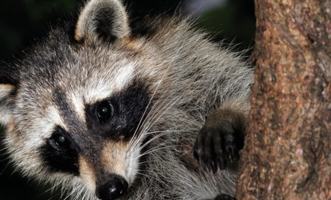 How To Grow Great Grass